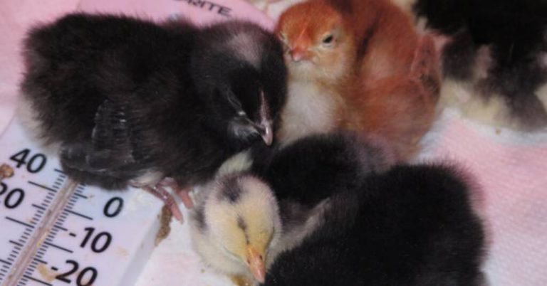 When Can Chicks Go Outside? A Useful Guide to Raising Chicks