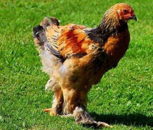 What Is the Largest Chicken Breed? Here Are the Top 10 Biggest Breeds