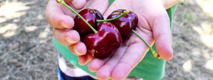 Can Chickens Eat Cherries?
