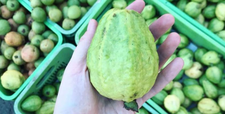 What Does Guava Taste Like? A Beginner's Guide to Guava