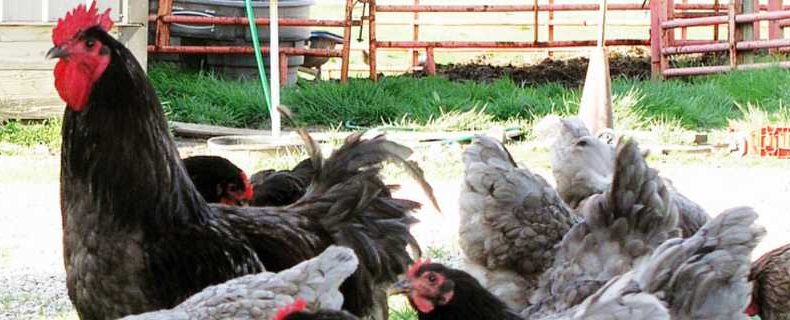 What Is the Largest Chicken Breed? Here Are the Top 10 Biggest Breeds