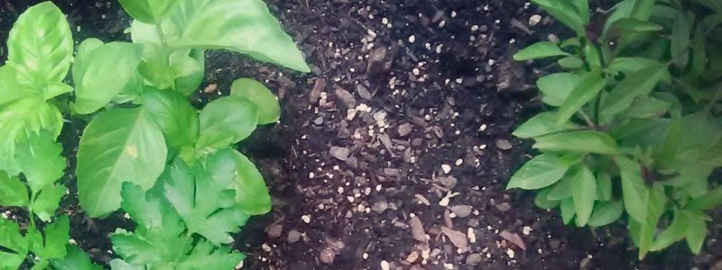 Lawn Soil Preparation, Mulch and Groundcover