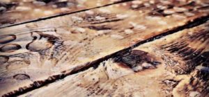 What is Mango Wood? Facts You NEED to Know!