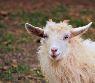 What Is the Smallest Goat Breed? An Informative Guide to Mini Goats