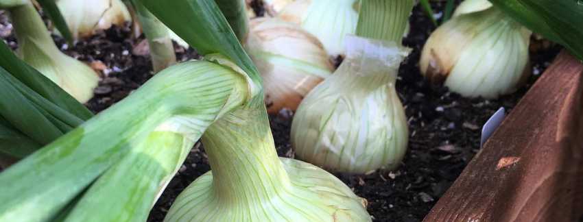 Can Chickens Eat Onions? Edible Parts of an Onion