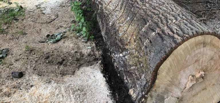 Staining Poplar: Helpful Tips