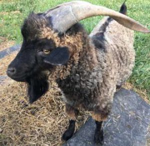 What Is the Smallest Goat Breed? An Informative Guide to Mini Goats