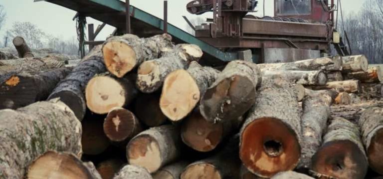 What Is Whitewood and Why You Should Choose It?