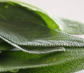 H2ouse - Home and Garden