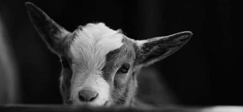 What Is the Smallest Goat Breed? An Informative Guide to Mini Goats