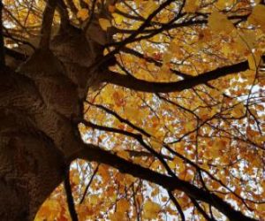 What Is Whitewood and Why You Should Choose It?