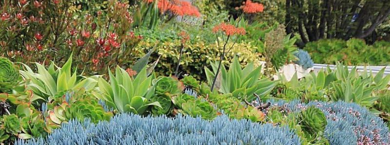 Use Water Wise Plants