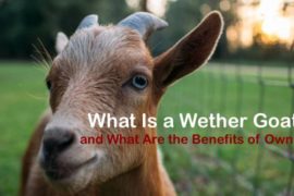 When Can Chicks Go Outside? A Useful Guide to Raising Chicks