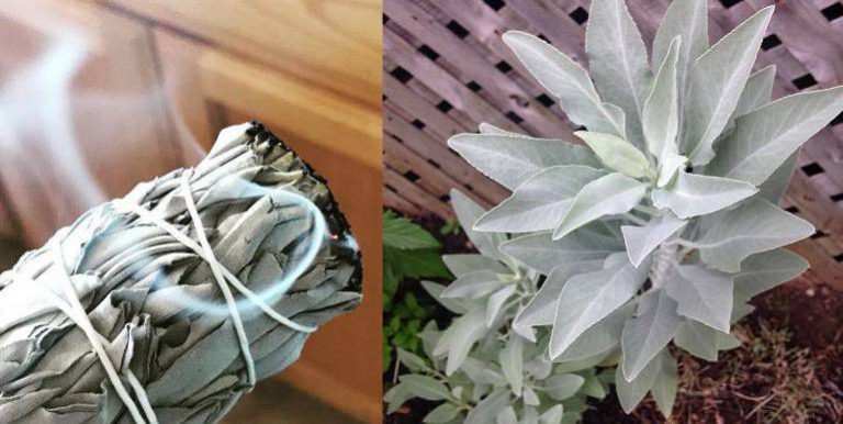 What Does Sage Smell Like? An Informative Guide to This Herb