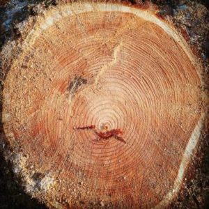 What Is Whitewood and Why You Should Choose It?